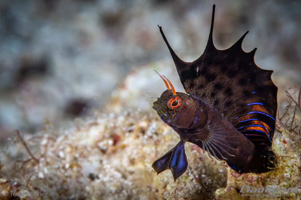 Back Button Focus - Nauticam – Sea Tech Ltd