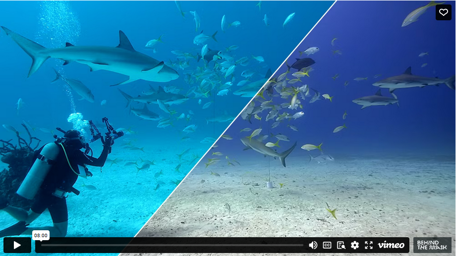 Light & Colour - Testing Keldan Ambient Filters [video] – Sea Tech Ltd