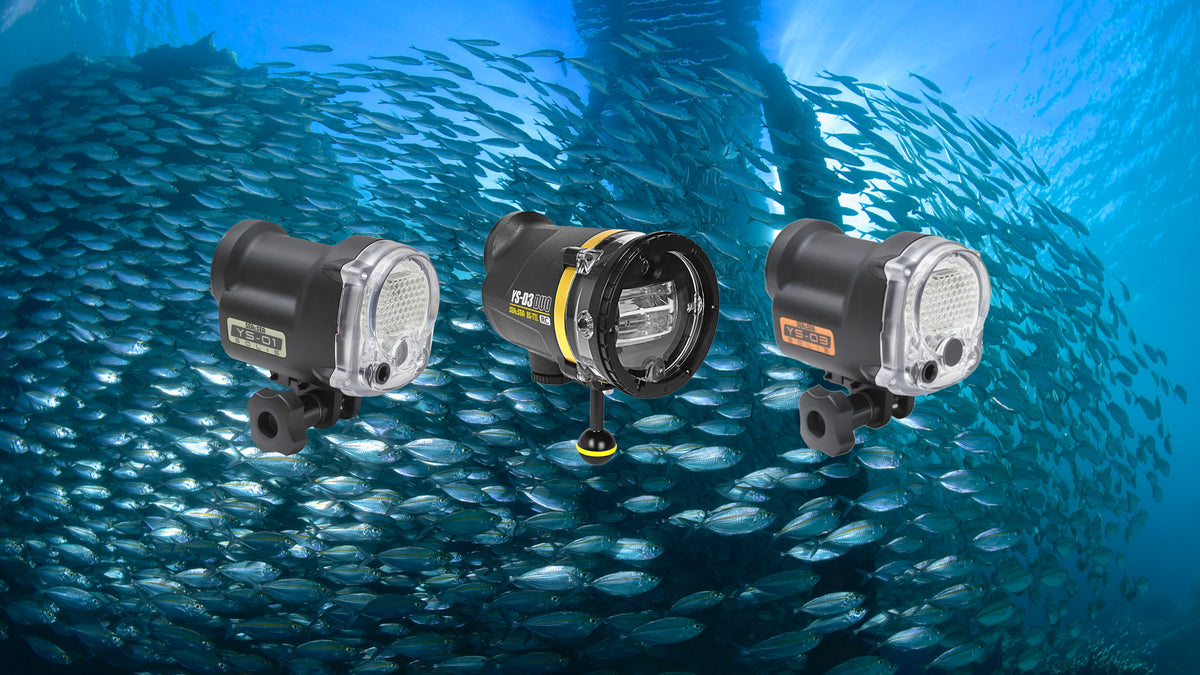 Sea Tech - New Zealand sellers of underwater camera equipment – Sea ...